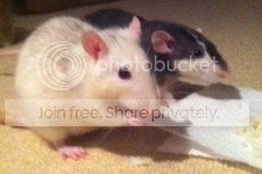 Eye boogers | Rat Forum