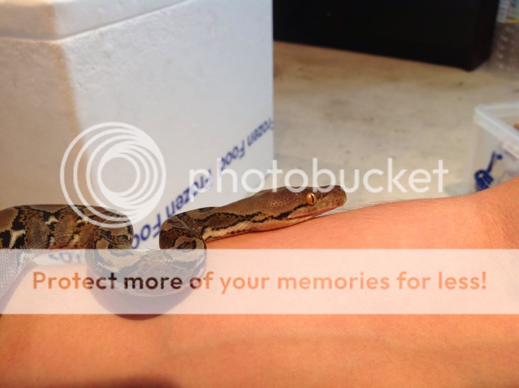 SW England - CB13 female Sumatran reticulated python | Reptile Forums