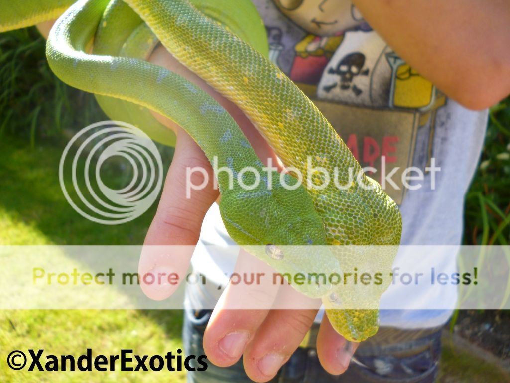 Success in First Time Breeding Green Tree Pythons! | Reptile Forums