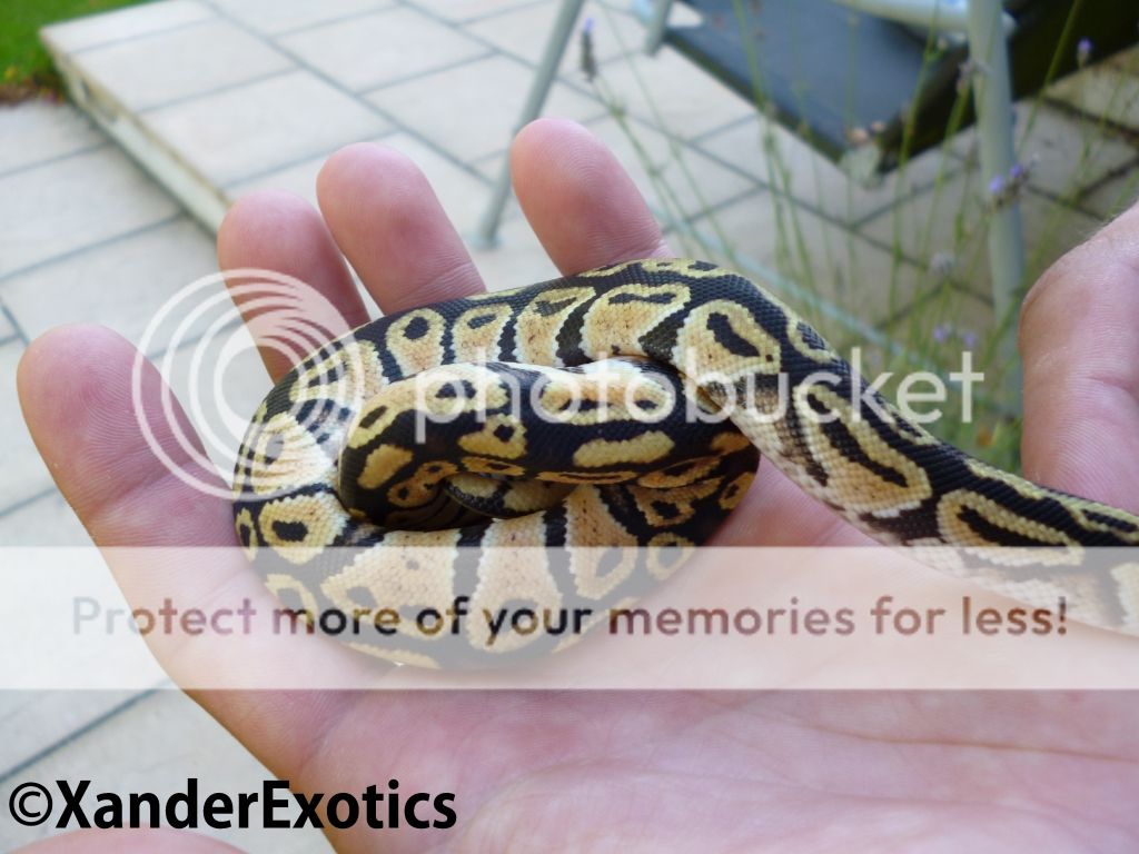 Photoshoot time :) - GTP's, carpet python and ball pythons | Reptile Forums