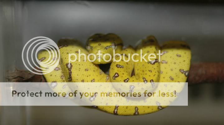 Success in First Time Breeding Green Tree Pythons! | Reptile Forums