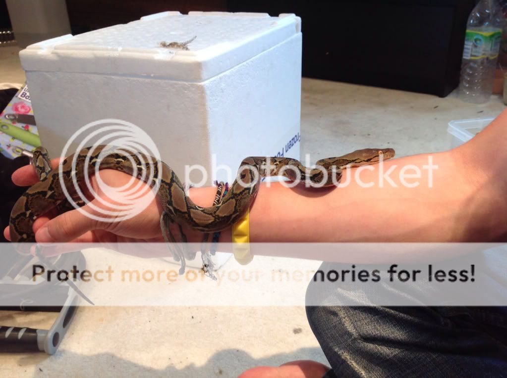 SW England - CB13 female Sumatran reticulated python | Reptile Forums