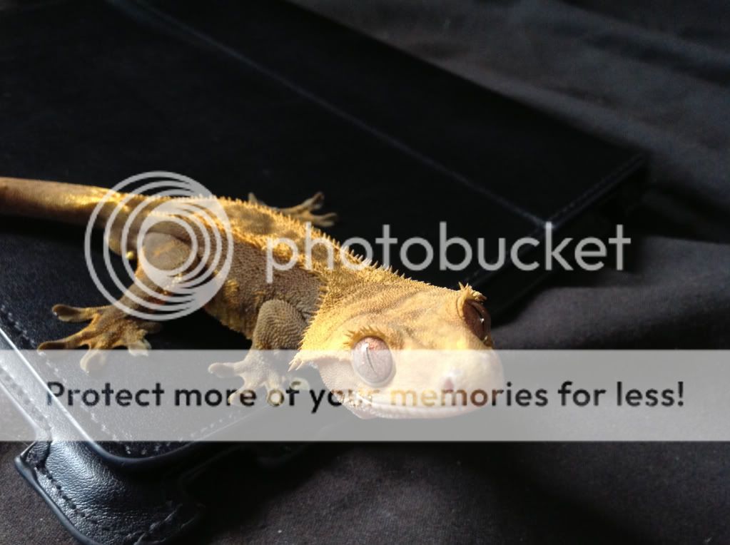 Pictures of the crested gecko gang :) | Reptile Forums