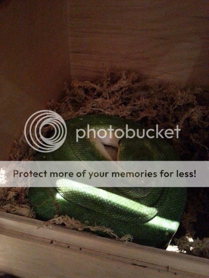 Success in First Time Breeding Green Tree Pythons! | Reptile Forums